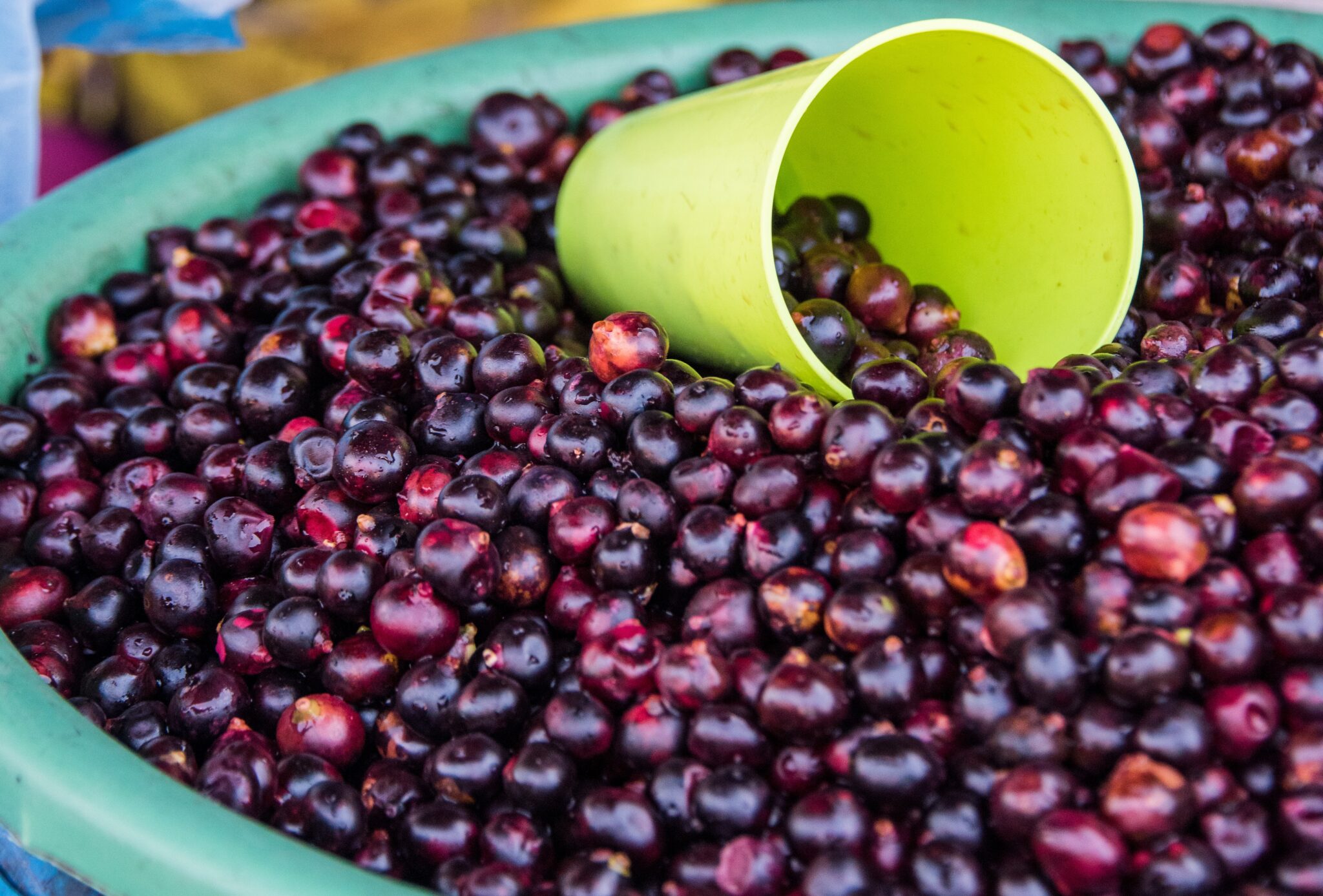 ¿Las ha probado? Estas son las frutas más 'raras' y 'exóticas' de Colombia