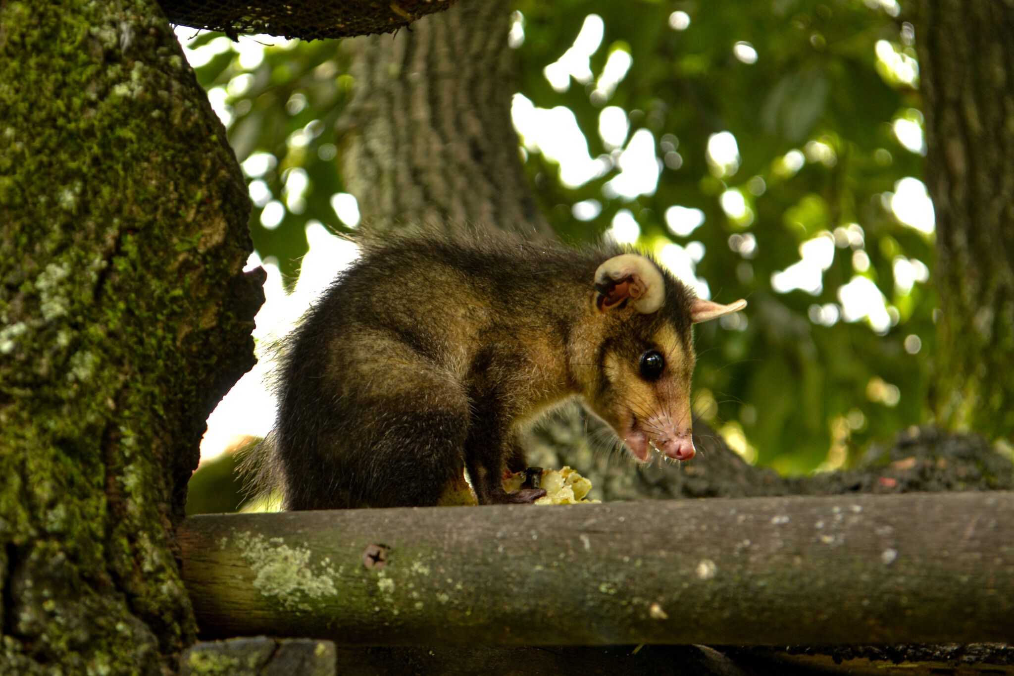 ¿Qué animal es una ‘chucha’ y por qué se le dice así?