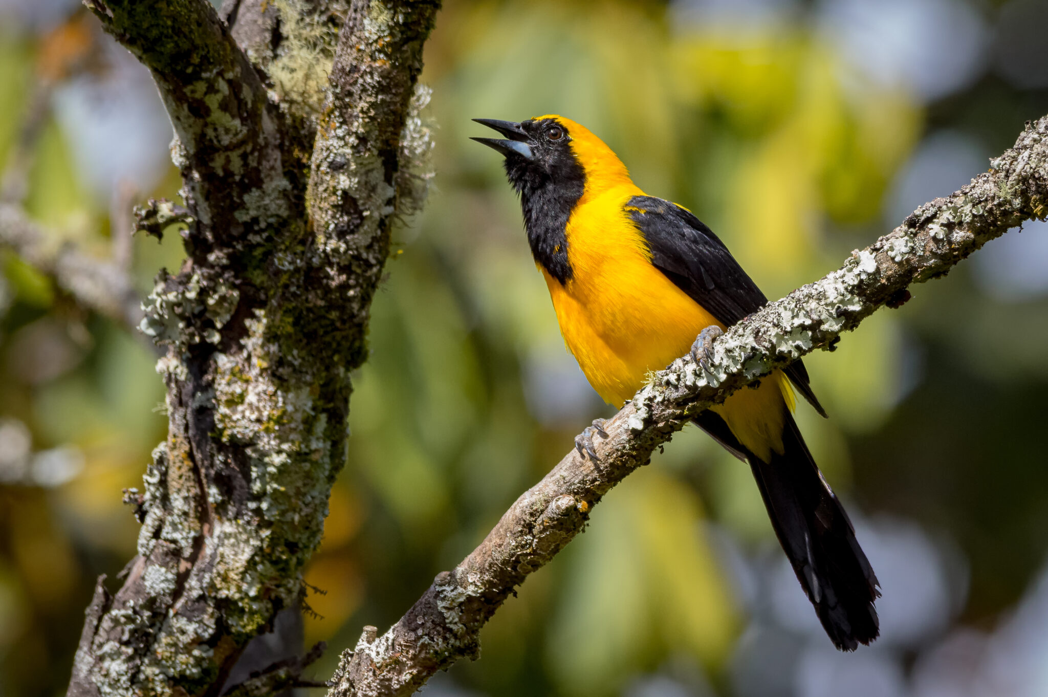 ¿Sabe qué es ‘Toche’? Estos son los curiosos significados que tiene en ...